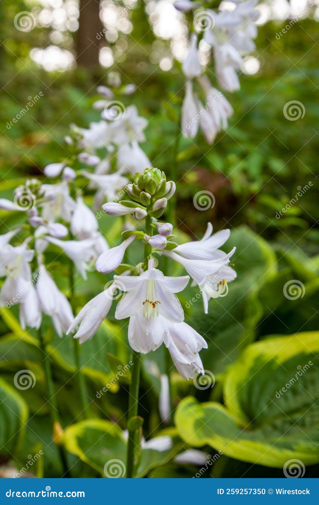 Vertical Shot of a White Hosta Flower Stock Photo - Image of closeup ...