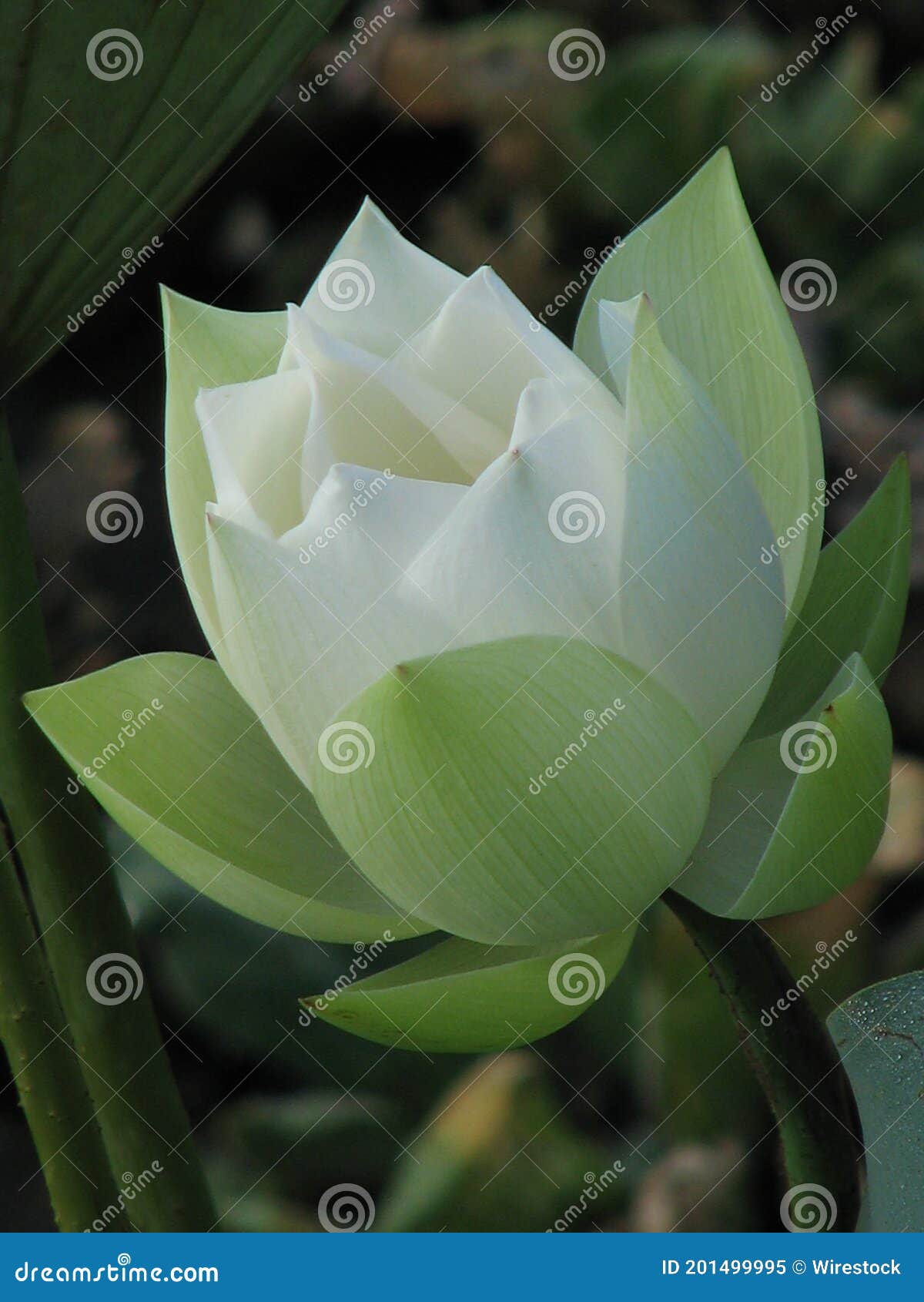 Vertical Shot of a White Lotus Bud Stock Image - Image of floral ...