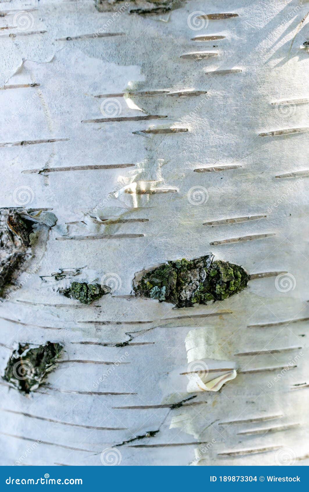 Vertical Shot of the White Poplar Tree Bark with Lines and Patterns ...