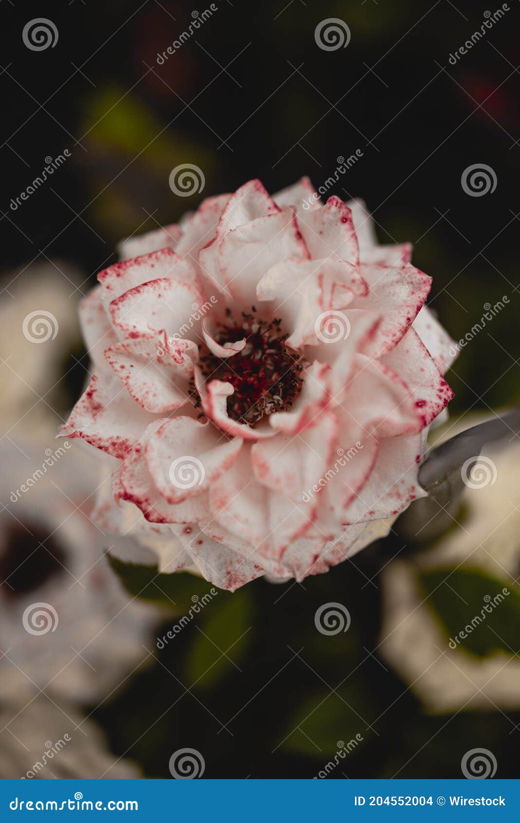 Vertical Shot of a White Rose with Red Spots Stock Photo - Image of ...