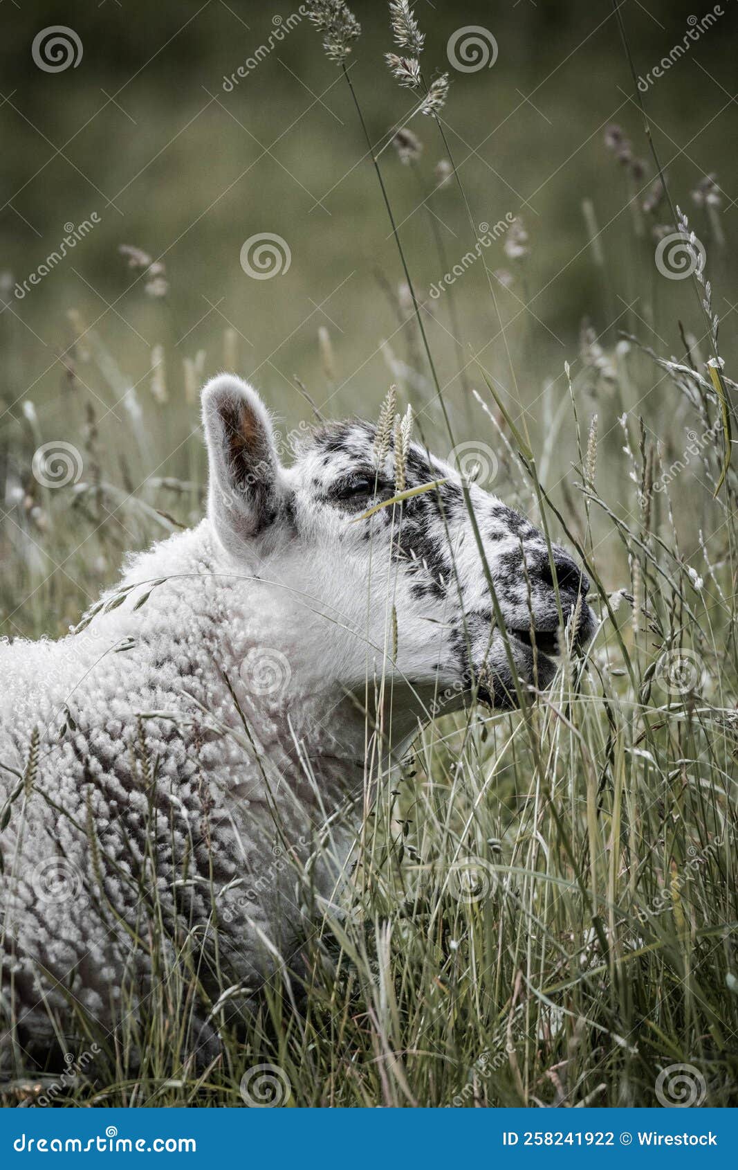Vertical Shot of a White Sheep Laying on Grass Stock Photo - Image of ...