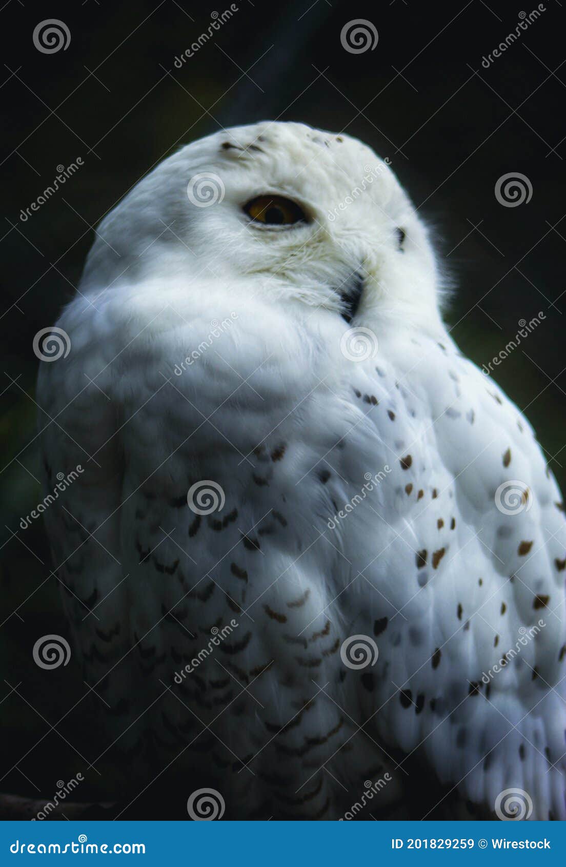 Vertical Shot of a White Snowy Owl Looking Back Stock Image - Image of ...