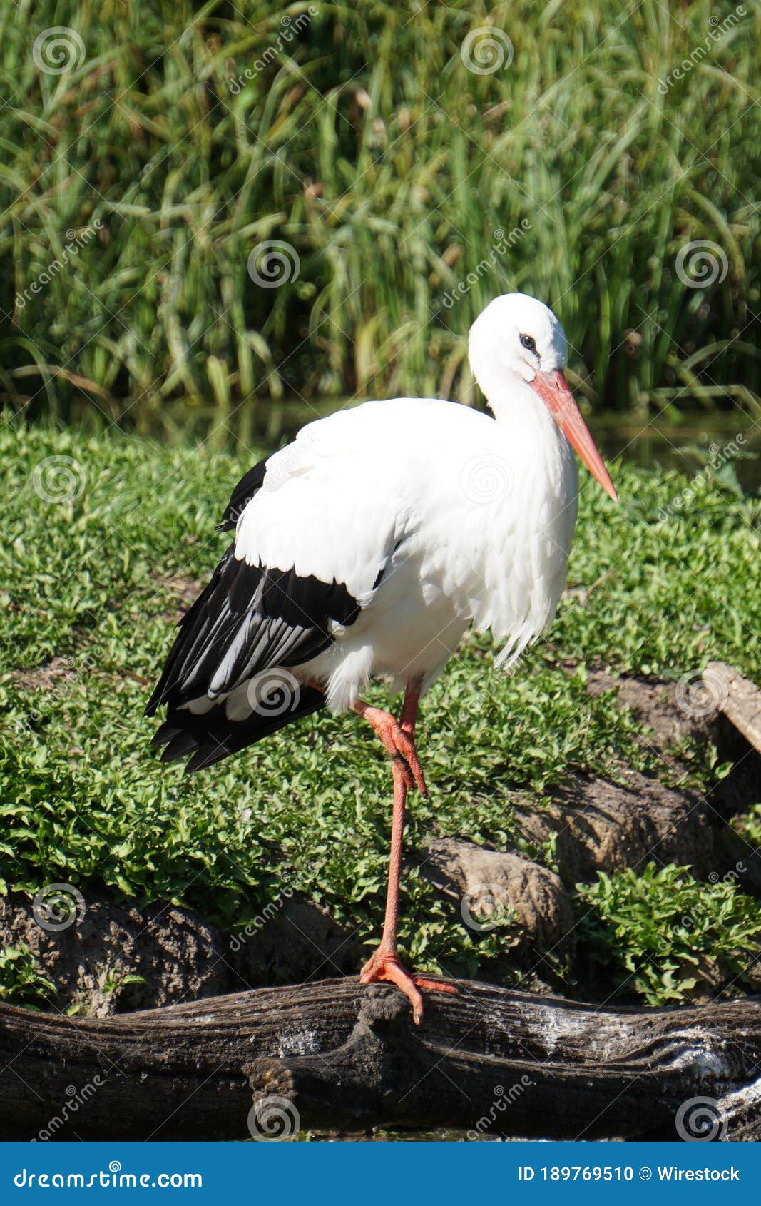Vertical Shot of a White Stork on the Log in the Nature Stock Photo ...