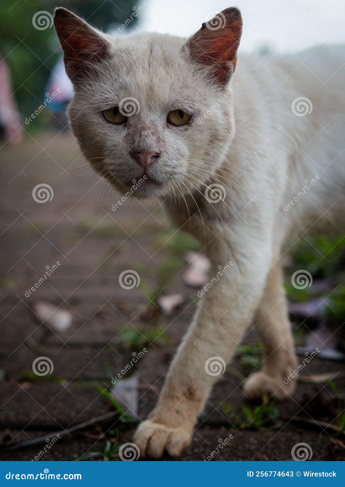 Vertical Shot of a White Stray Cat in Jakarta Stock Image - Image of ...