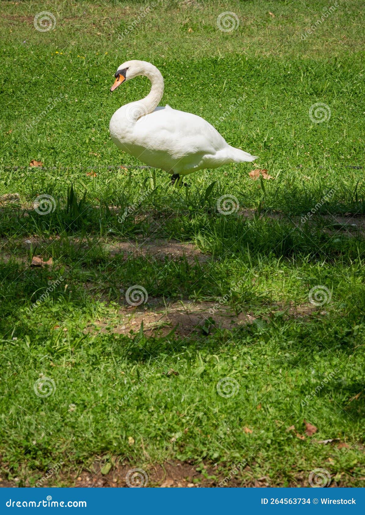 Vertical Shot of a White Swan on the Grass Stock Photo - Image of ...