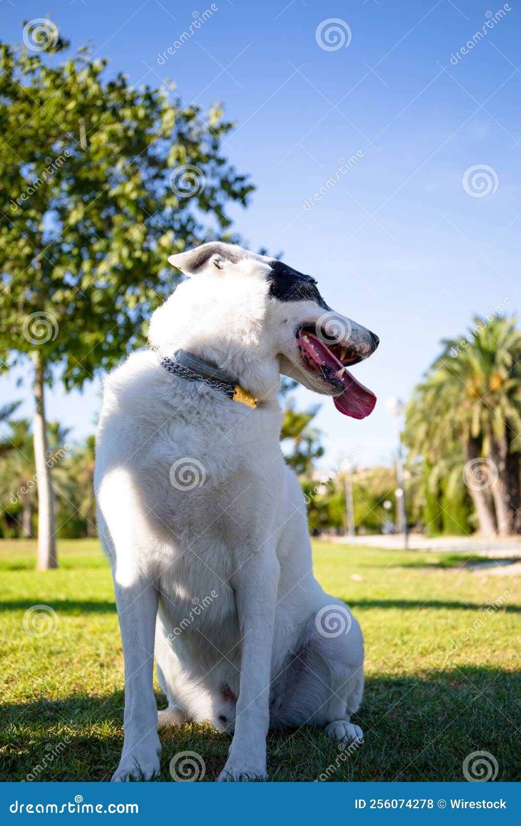 Vertical Shot of a White Swiss Shepherd Mixed with English Pointer ...