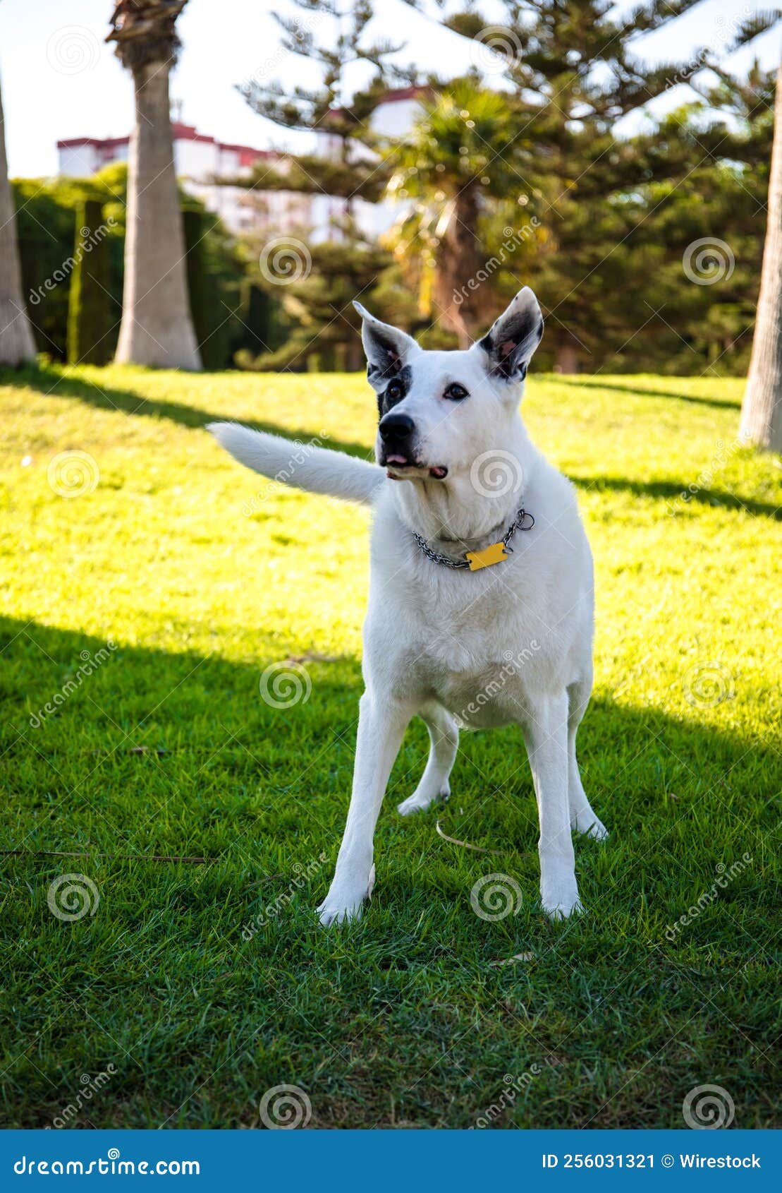 Vertical Shot of White Swiss Shepherd Mixed with English Pointer ...