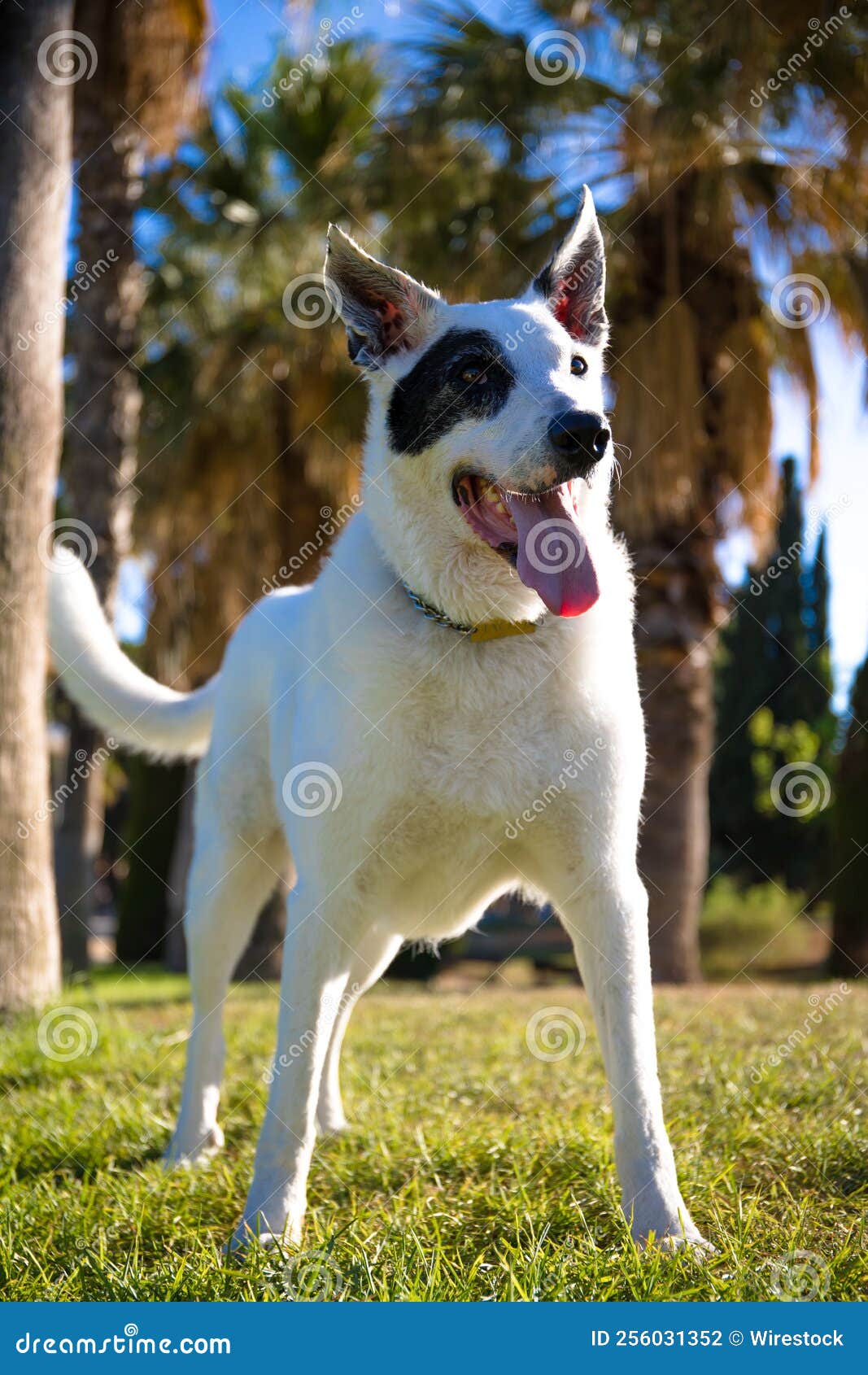 Vertical Shot of White Swiss Shepherd Mixed with English Pointer ...