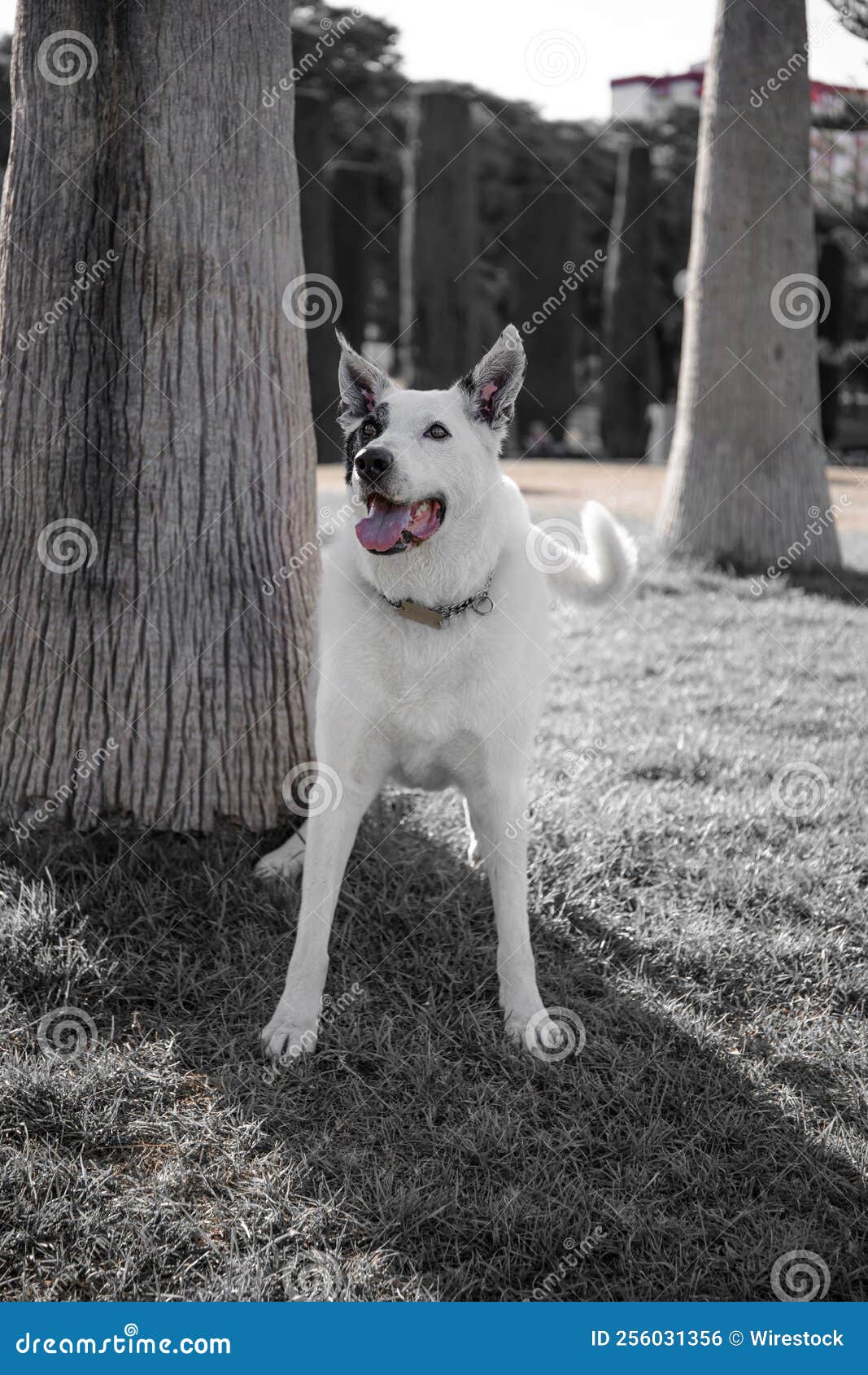 Vertical Shot of White Swiss Shepherd Mixed with English Pointer ...