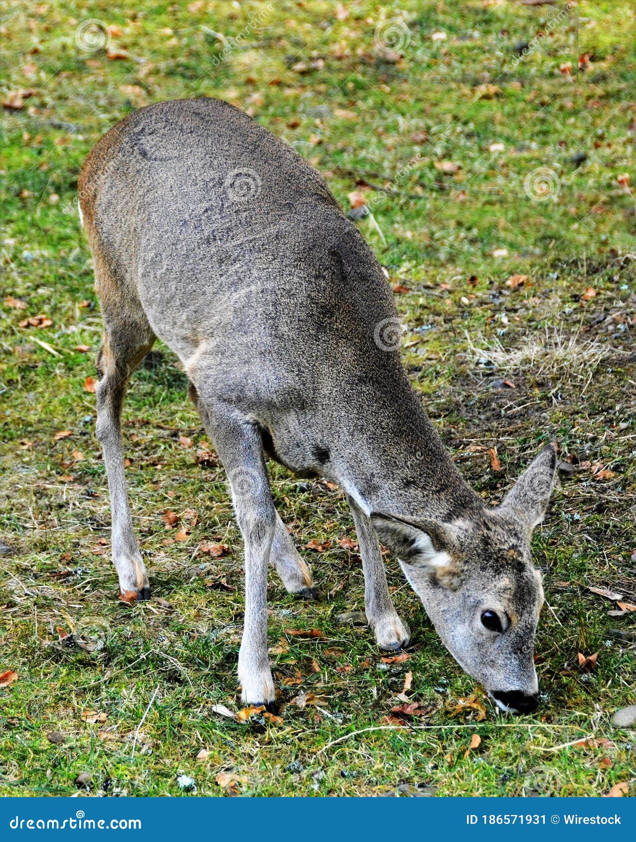 Vertical Shot of Whitetail Deer Eating Grass Stock Image - Image of ...