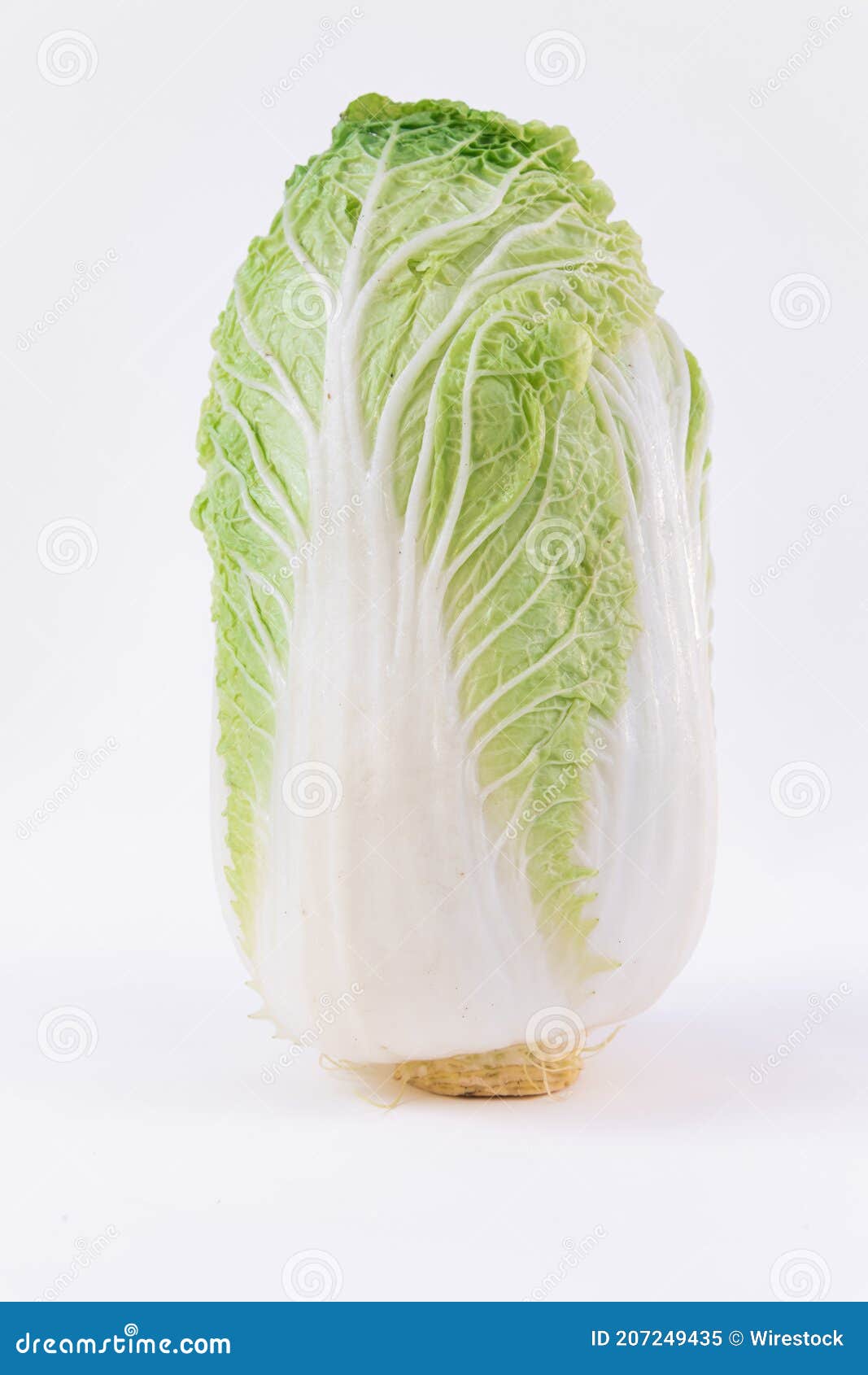 Vertical Shot of a Whole Napa Cabbage Isolated on a White Background ...