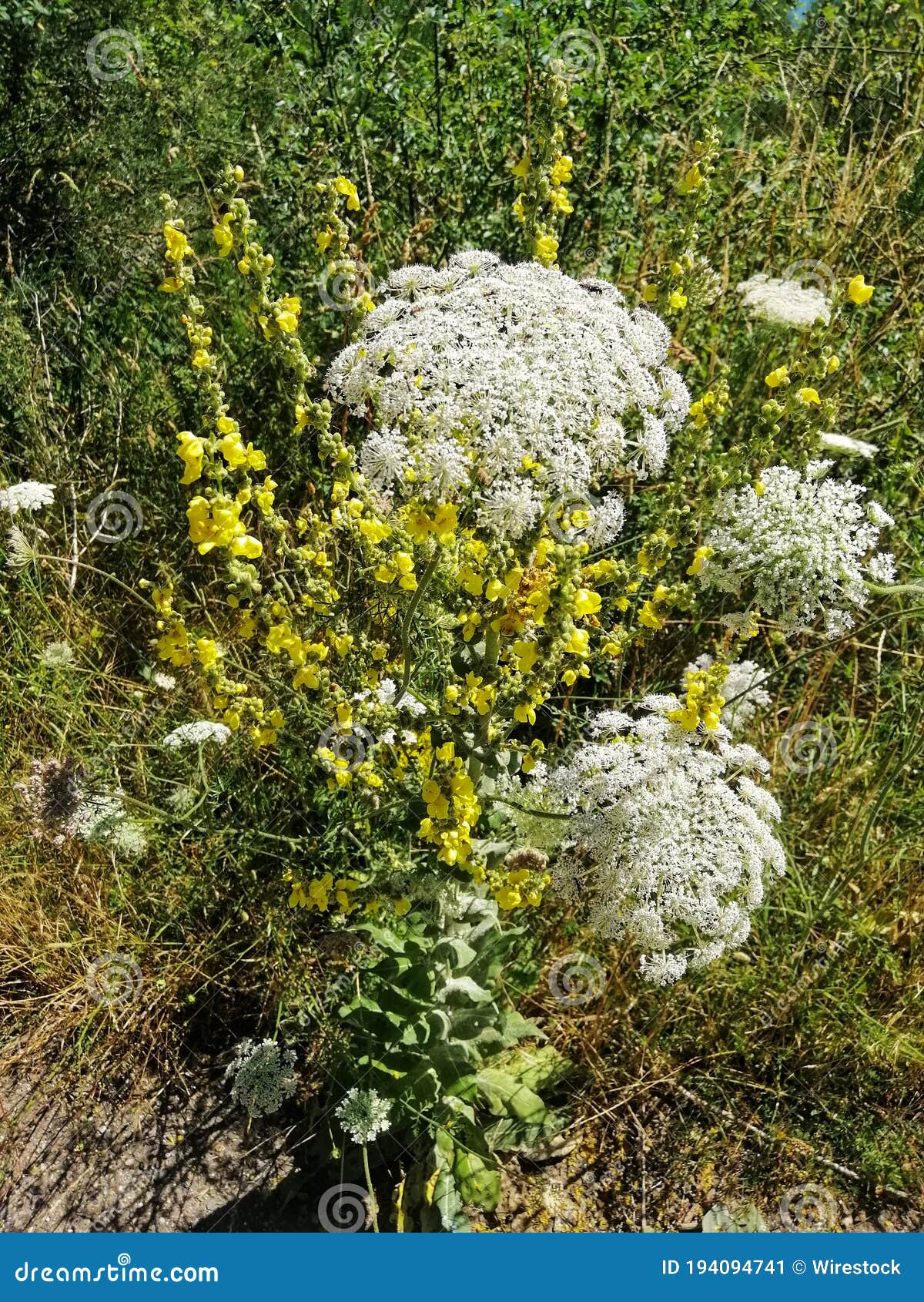 Vertical Shot of a Wide Khella Plant in a Field Stock Image - Image of ...