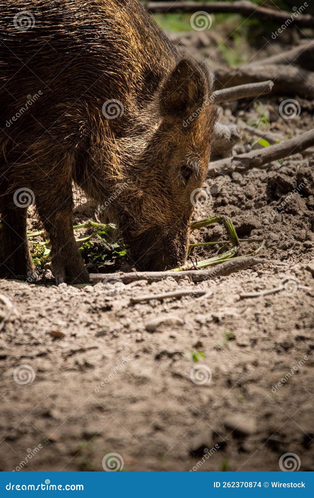 Vertical Shot of a Wild Boar on the Ground Stock Photo - Image of ...