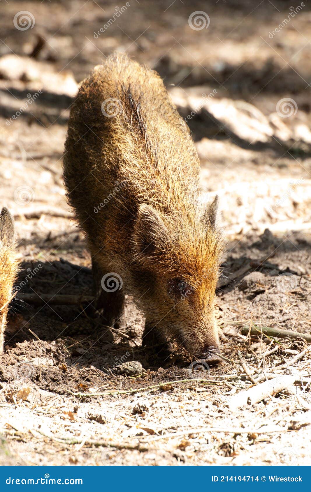 Vertical Shot of a Wild Boar Standing on the Muddy Ground Stock Photo ...