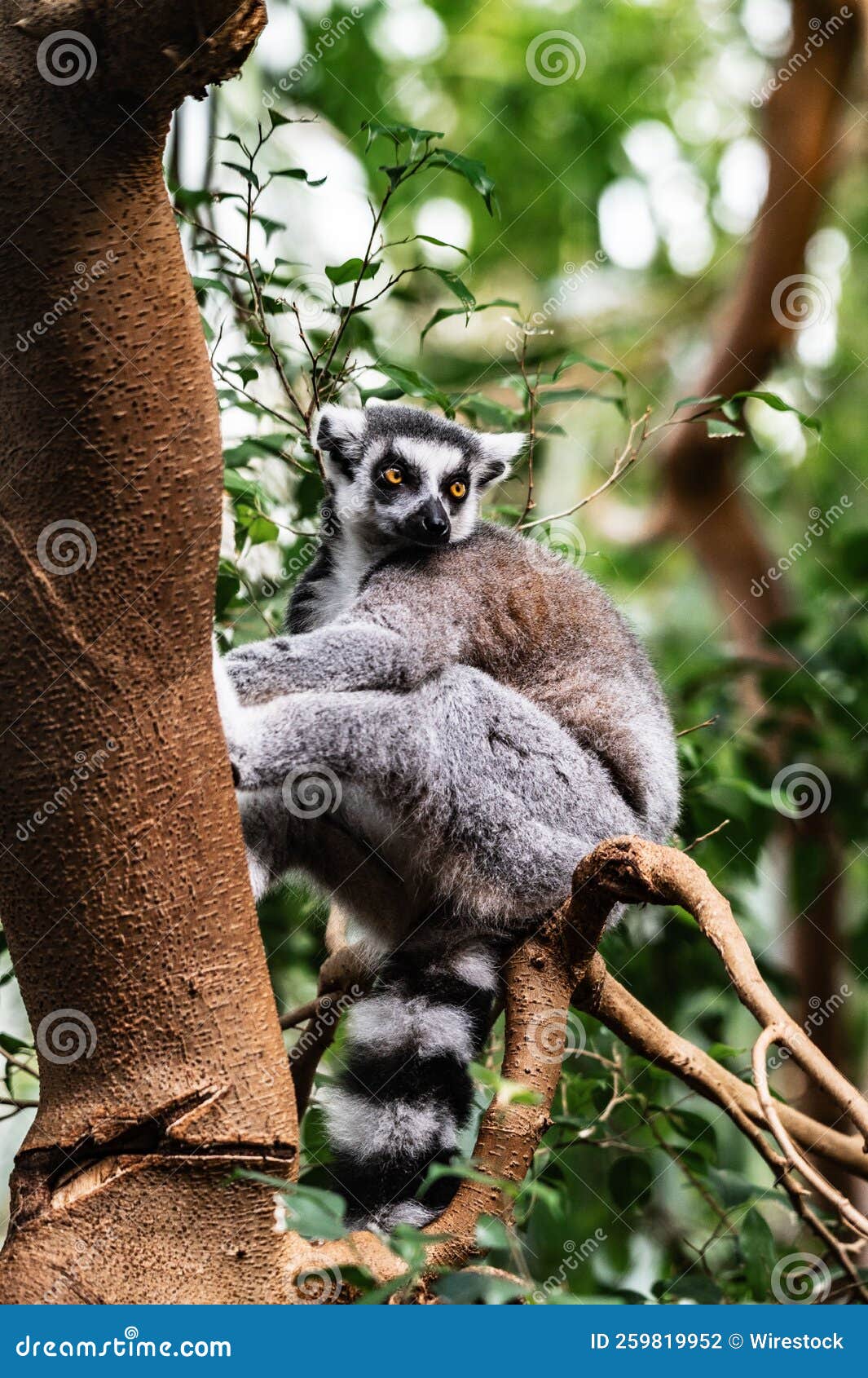 Vertical Shot of a Wild Lemur on a Tree Branch Stock Photo - Image of ...
