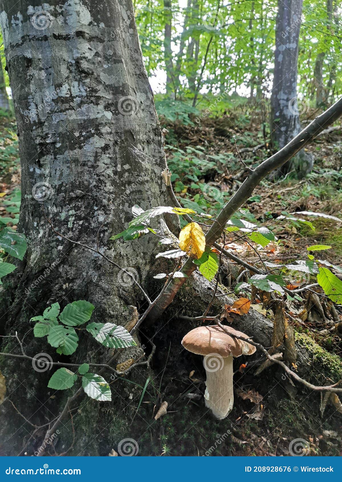 Vertical Shot of a Wild Mushroom Growing Near Tree Roots Stock Photo ...