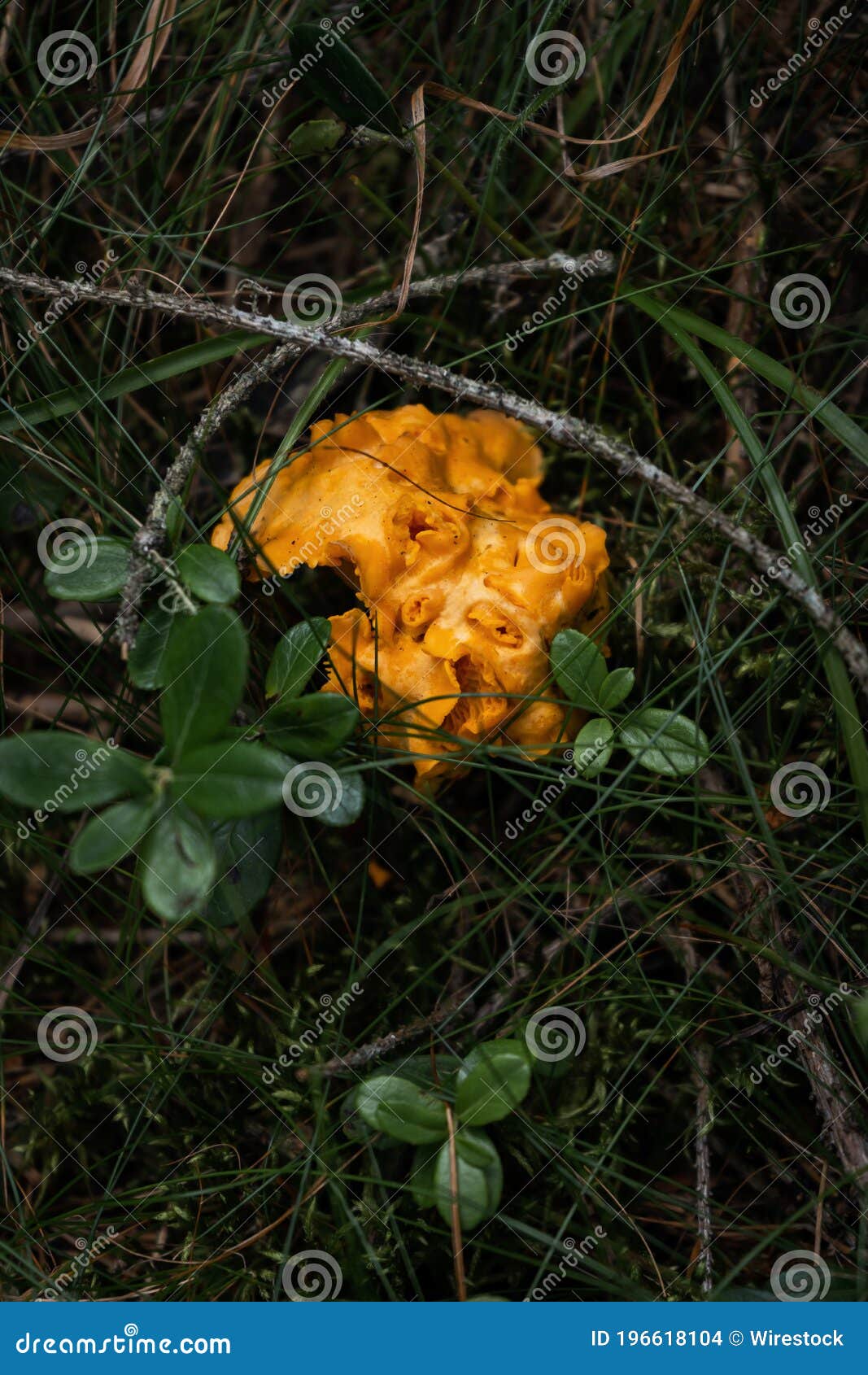 Vertical Shot of Wild Orange Mushroom Growing in a Forest at Daylight ...