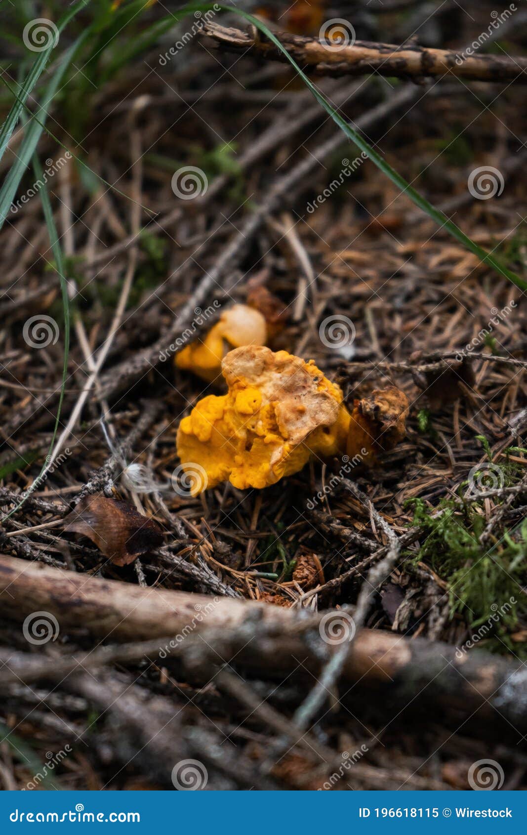 Vertical Shot of Wild Orange Mushroom Growing in a Forest at Daylight ...
