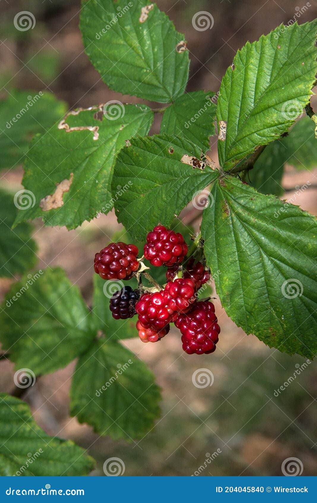 Vertical Shot of Wild Raspberries on a Shrub Stock Photo - Image of ...