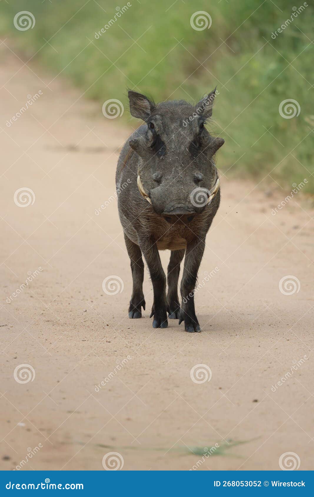 Vertical Shot of a Wild Warthog Pig on the Road Stock Photo - Image of ...