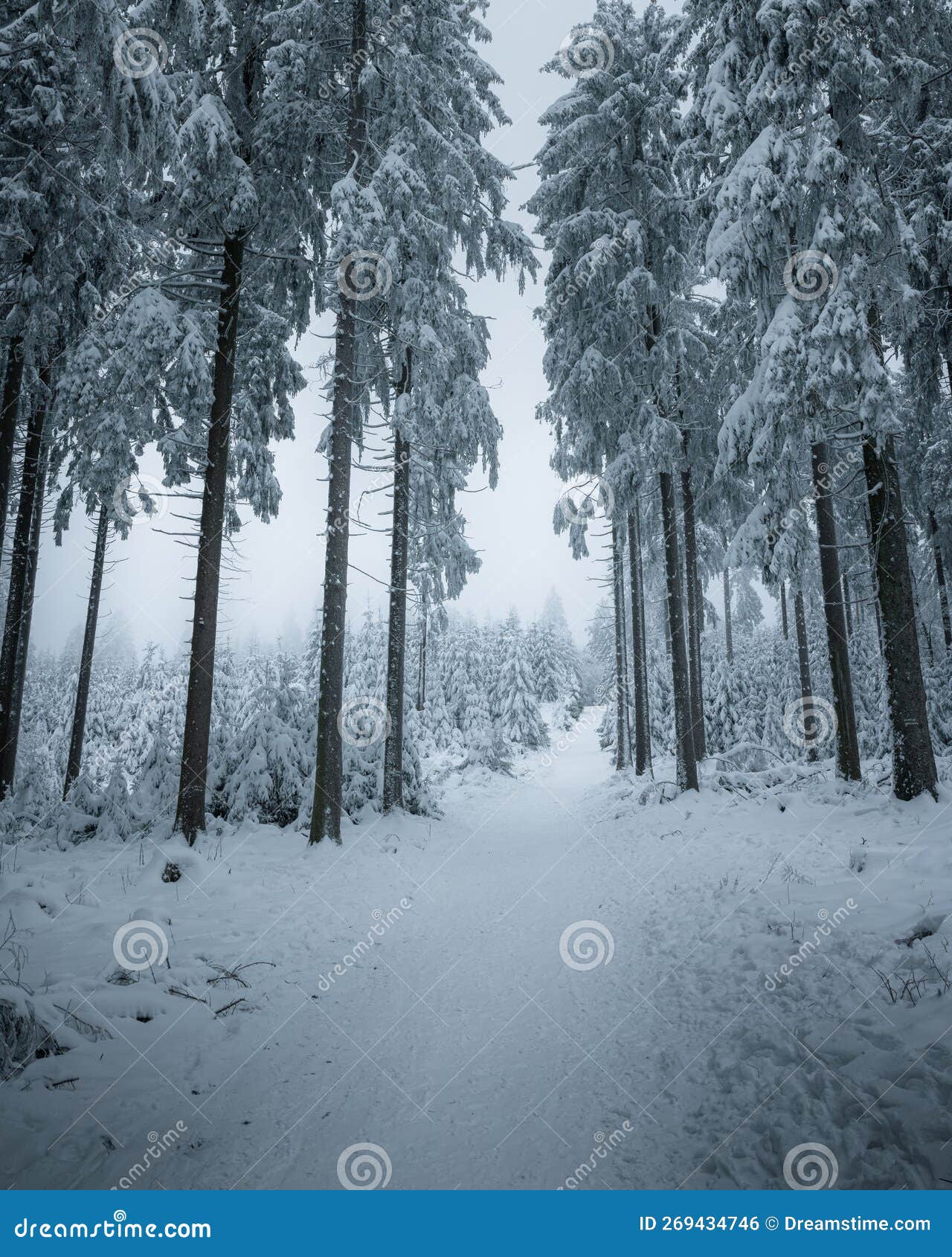 Vertical Shot of the Winter Forest Covered with Tall Trees and Snow ...
