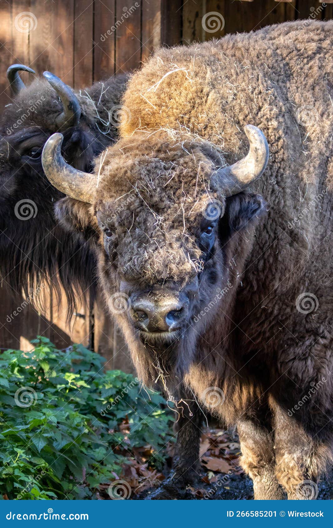 Wisent Standing In The Forest Of The Natural Park, Maashorst Royalty ...