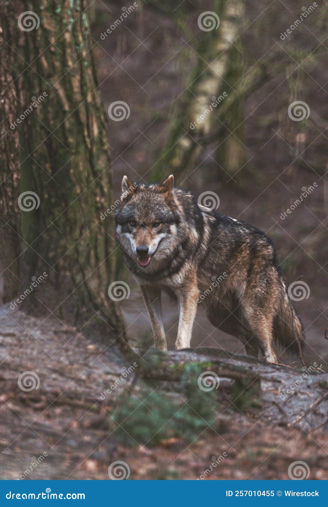 Vertical Shot of Wolf Standing and Looking at Camera Near Tree in ...