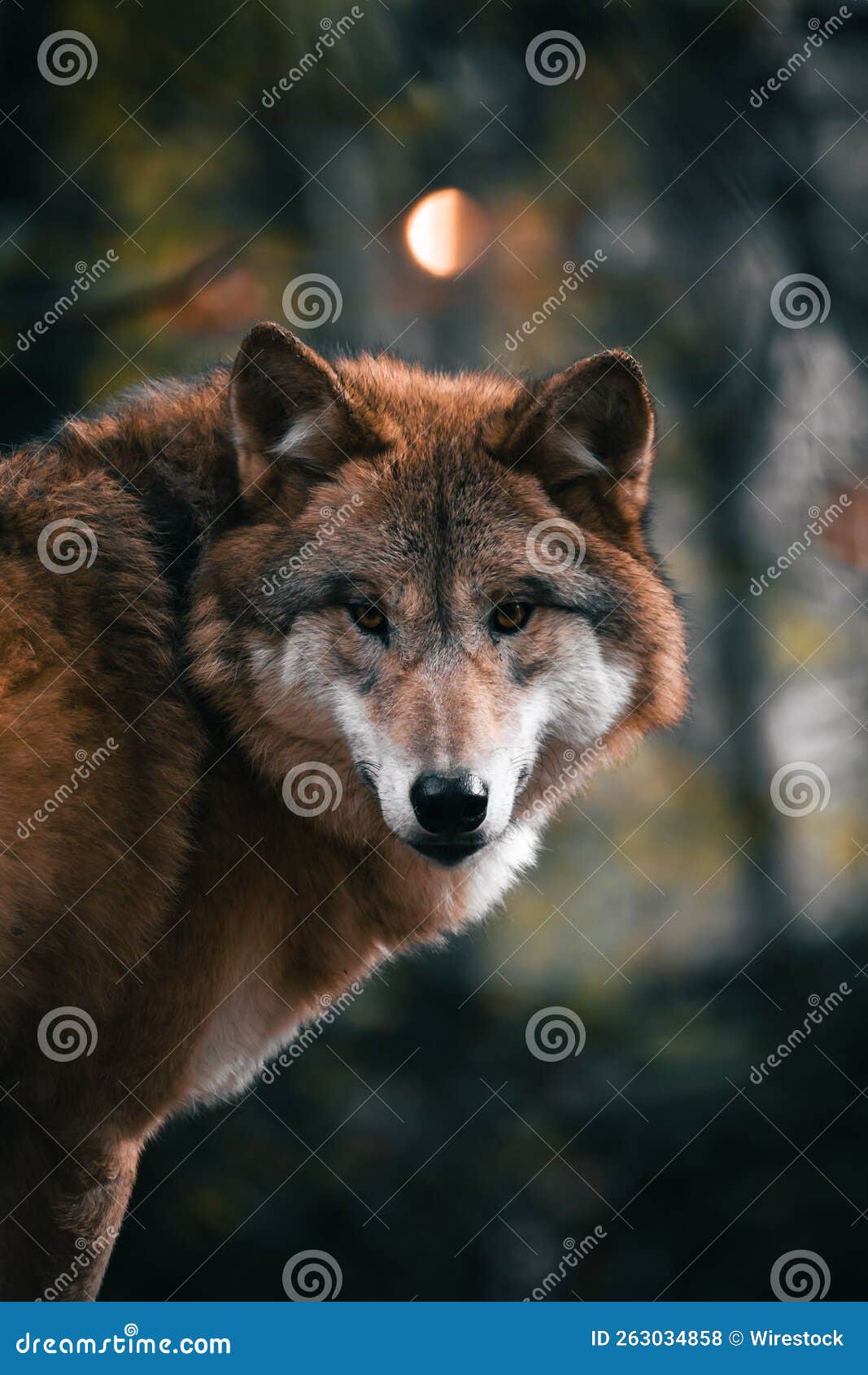 Vertical Shot of Wolf Standing and Looking into the Camera Near Tree in ...