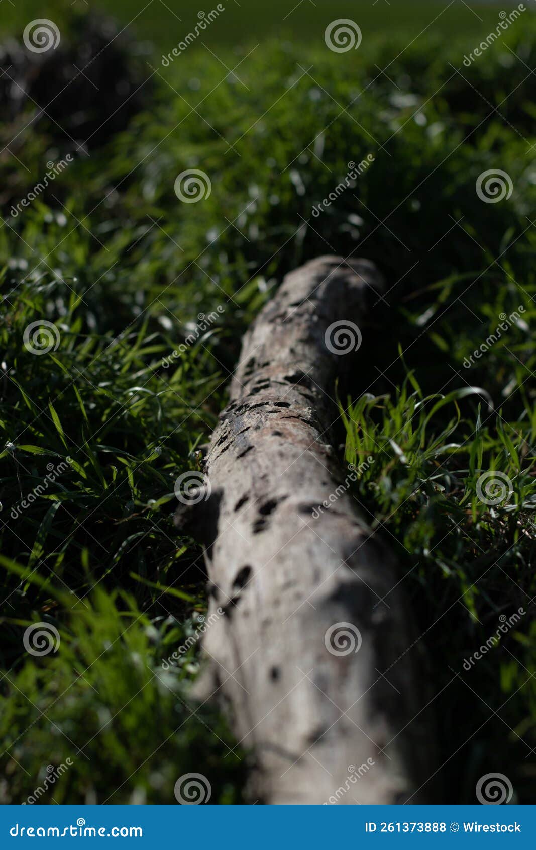 Vertical Shot of Wood Log on Green Grass Stock Photo - Image of botany ...