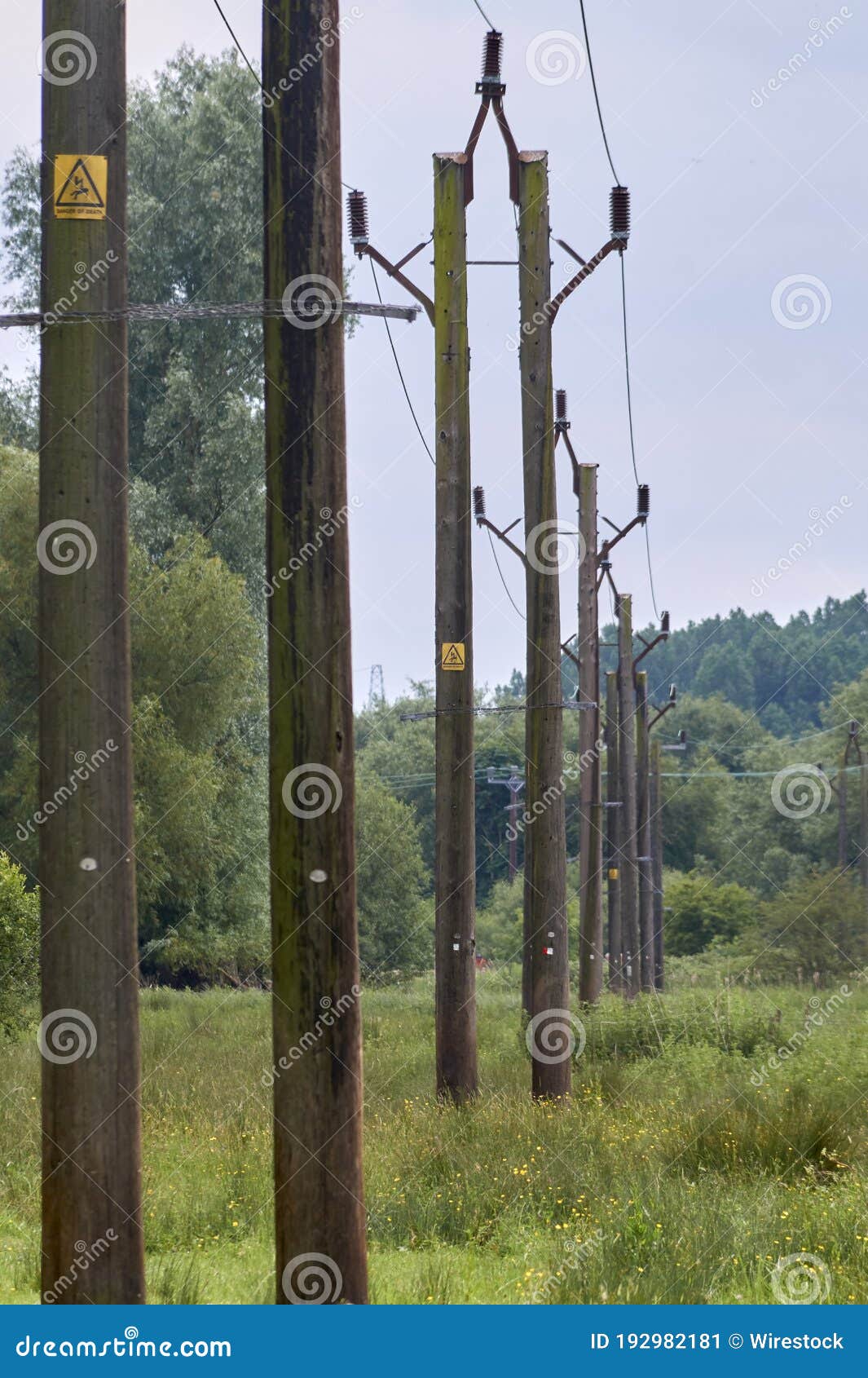 Vertical Shot of Wooden Electricity Poles in a Forest Stock Image ...