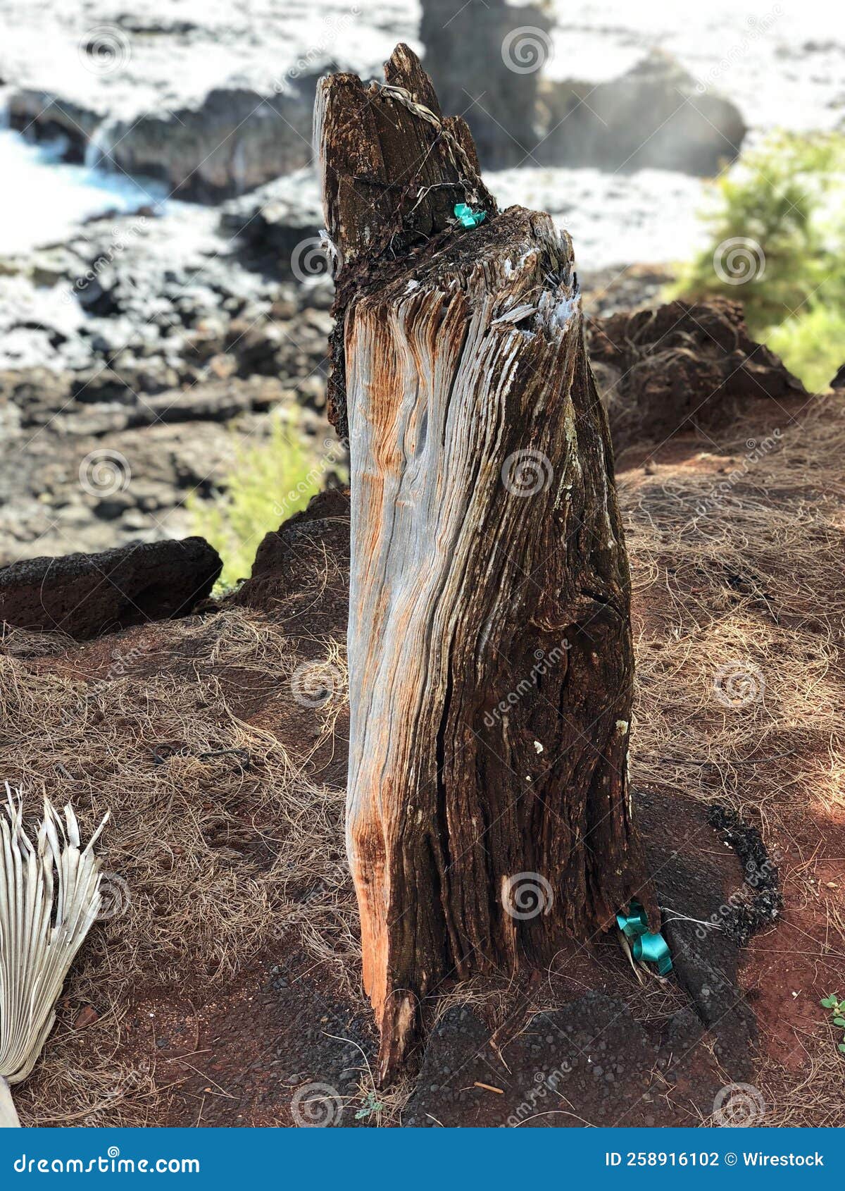 Vertical Shot of a Wooden Log in a Forest Stock Photo - Image of lumber ...
