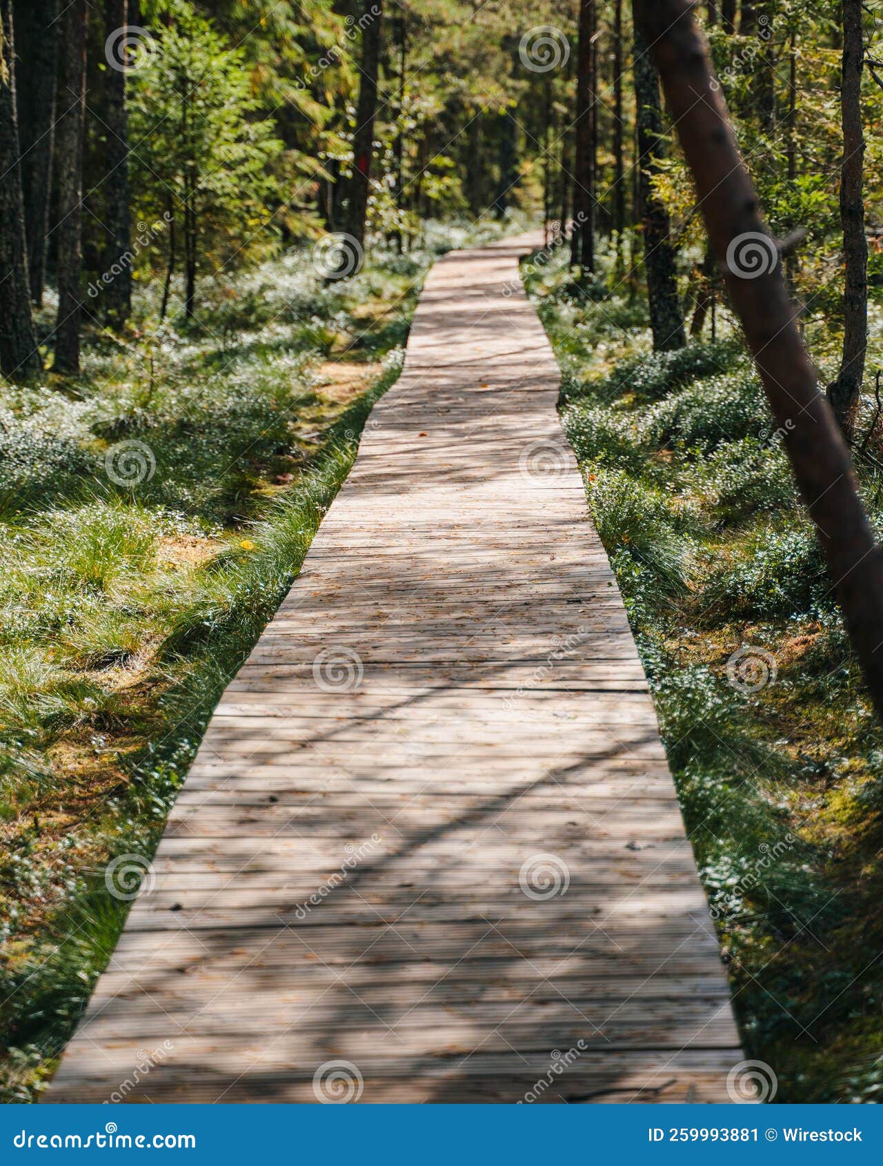 Vertical Shot of a Wooden Pathway in a Forest Stock Image - Image of ...