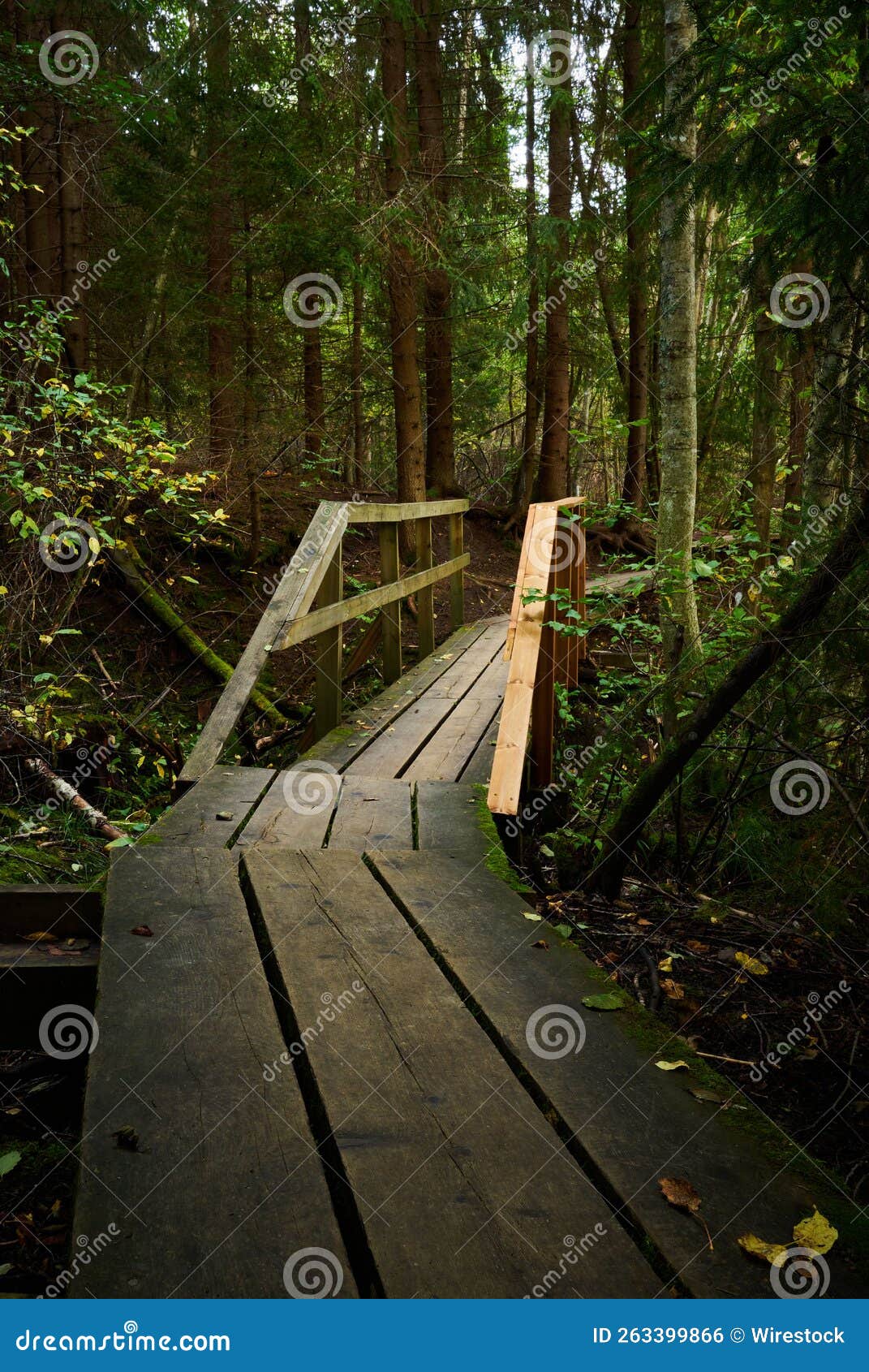 Vertical Shot of a Wooden Walkway through the Forest Stock Photo ...