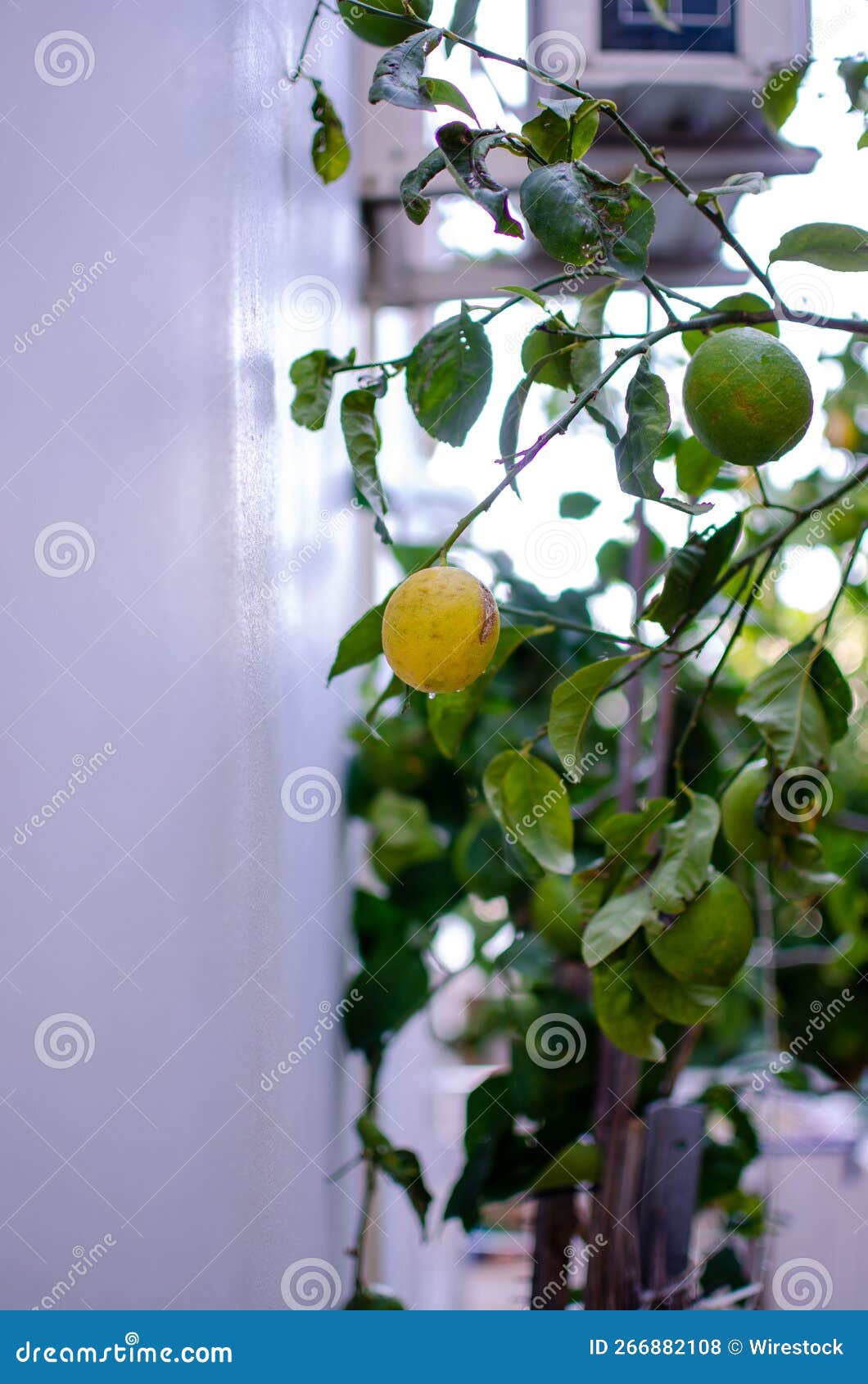Vertical Shot of Yellow and Green Lemon on Tree Next To White Wall ...