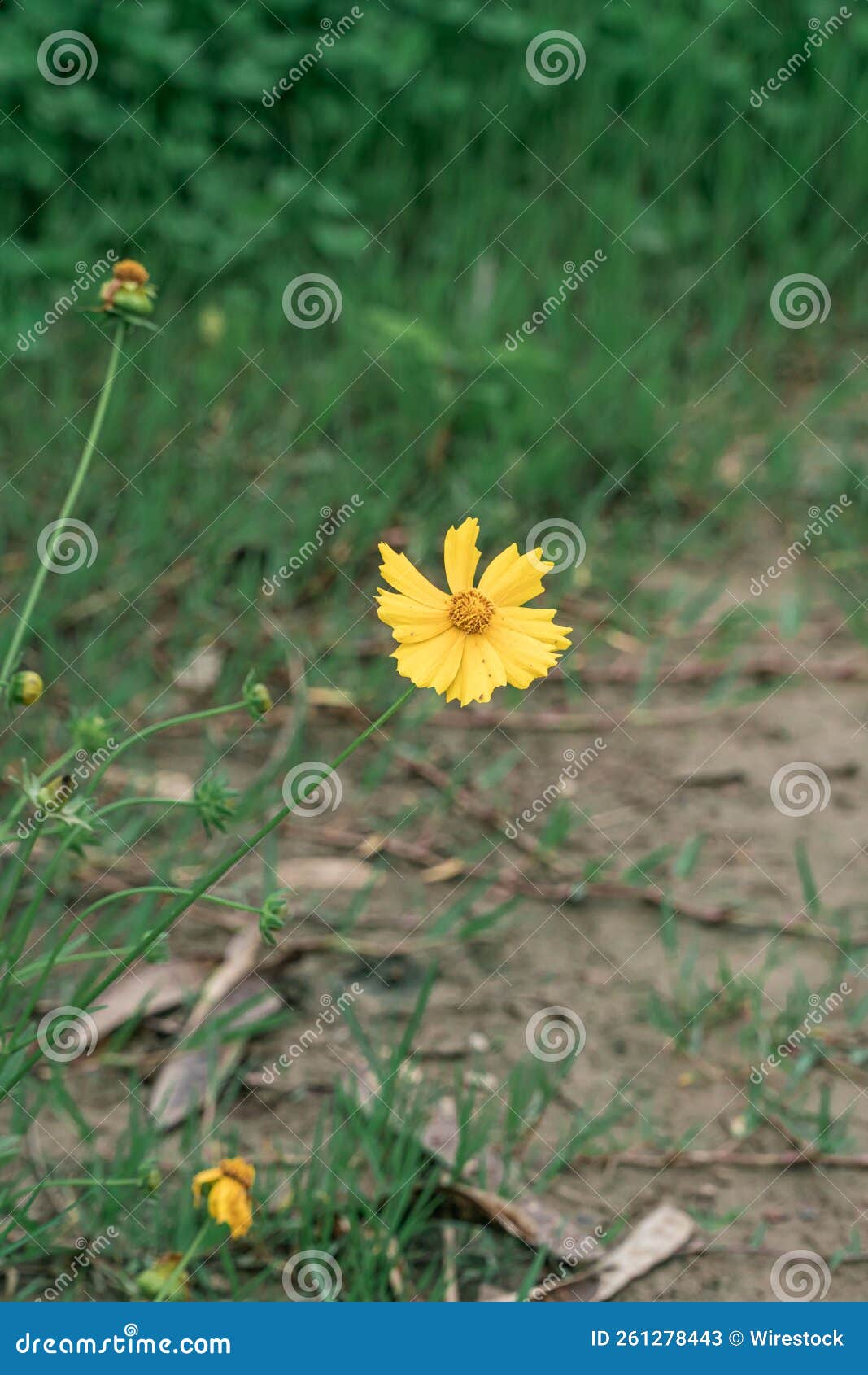 Vertical Shot of Yellow Lance-leaved Coreopsis Flowers Stock Image ...