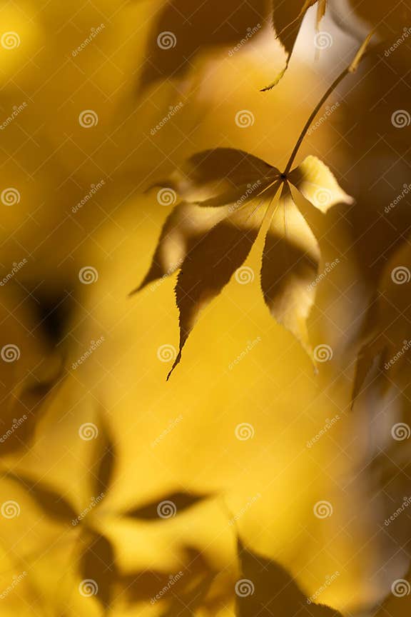 Vertical Shot of a Yellow Tree Leaf Stock Photo - Image of growth ...