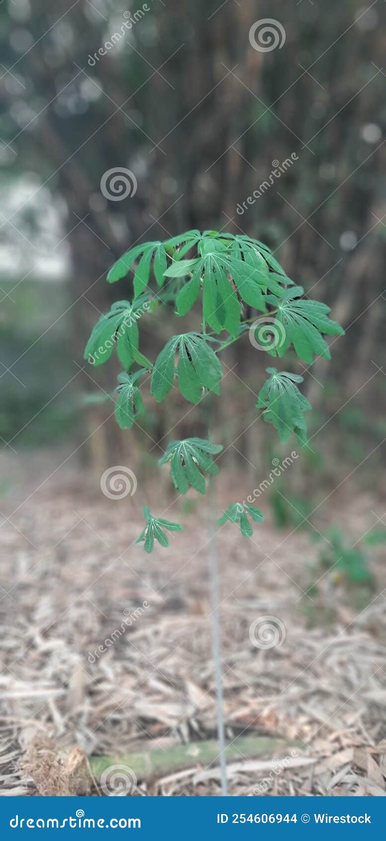 Vertical Shot of a Young Cassava Plant in a Field Stock Photo - Image ...