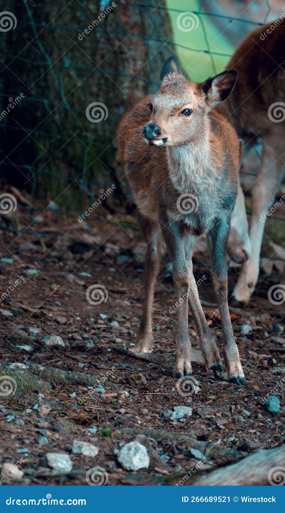 Vertical Shot of a Young Deer in a Fenced Pen Stock Image - Image of ...