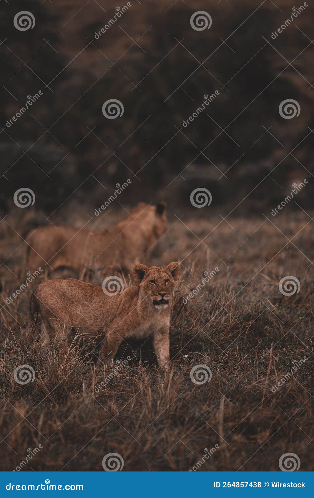 Vertical Shot of a Young Lion in the Wild. Stock Photo - Image of brown ...