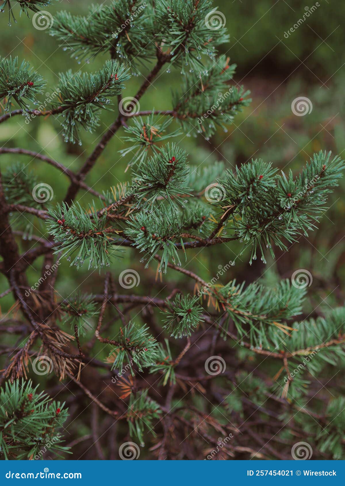 Vertical Shot of a Young Pine Tree Branches Stock Image - Image of ...