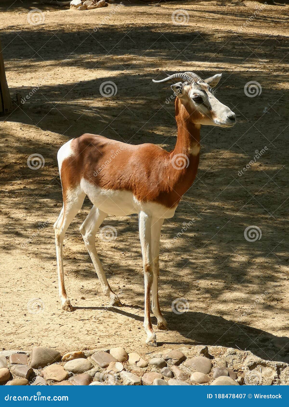 Vertical Shot of a Young Springbok Gazelle Stock Image - Image of wild ...