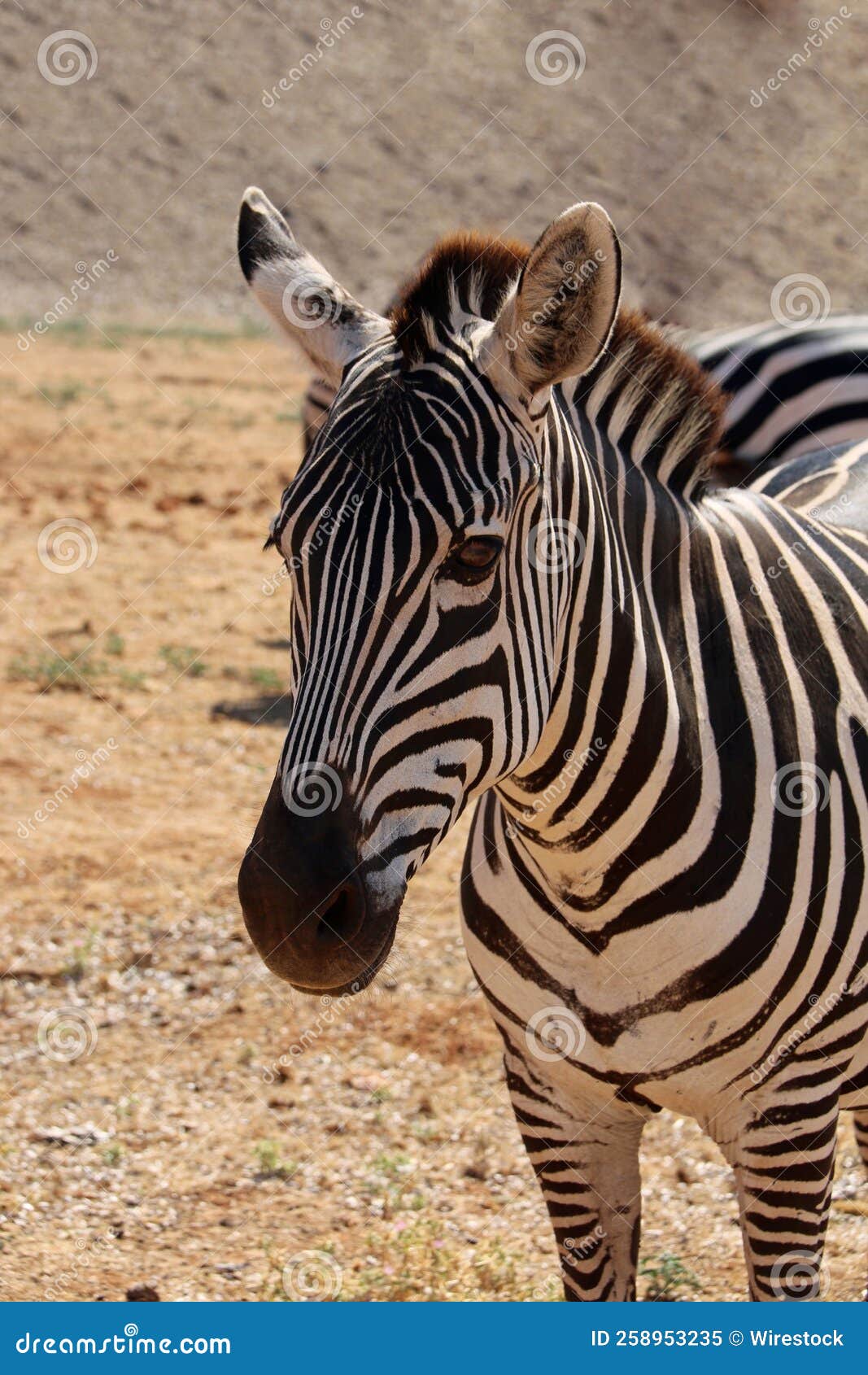 Vertical Shot of a Zebra in the Savanna Stock Image - Image of animal ...