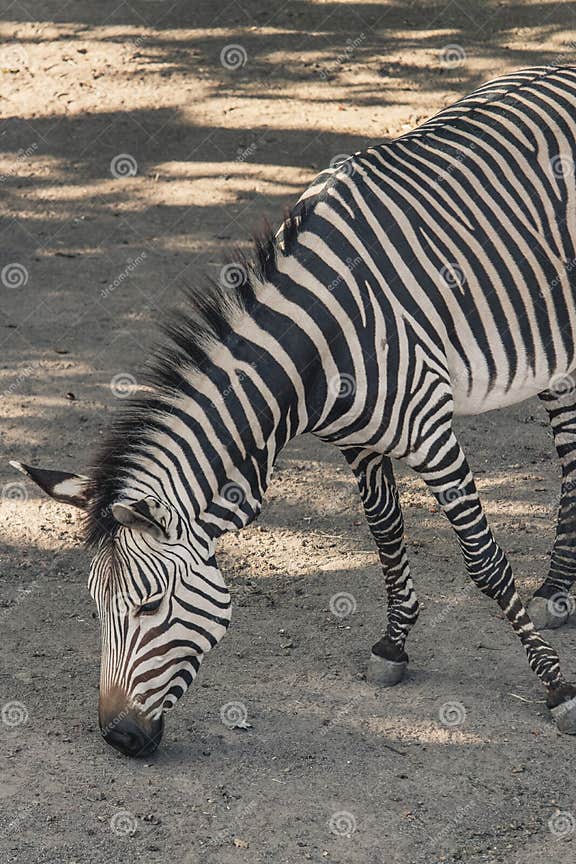 Vertical Shot of Zebra on the Zoo Stock Photo - Image of african ...