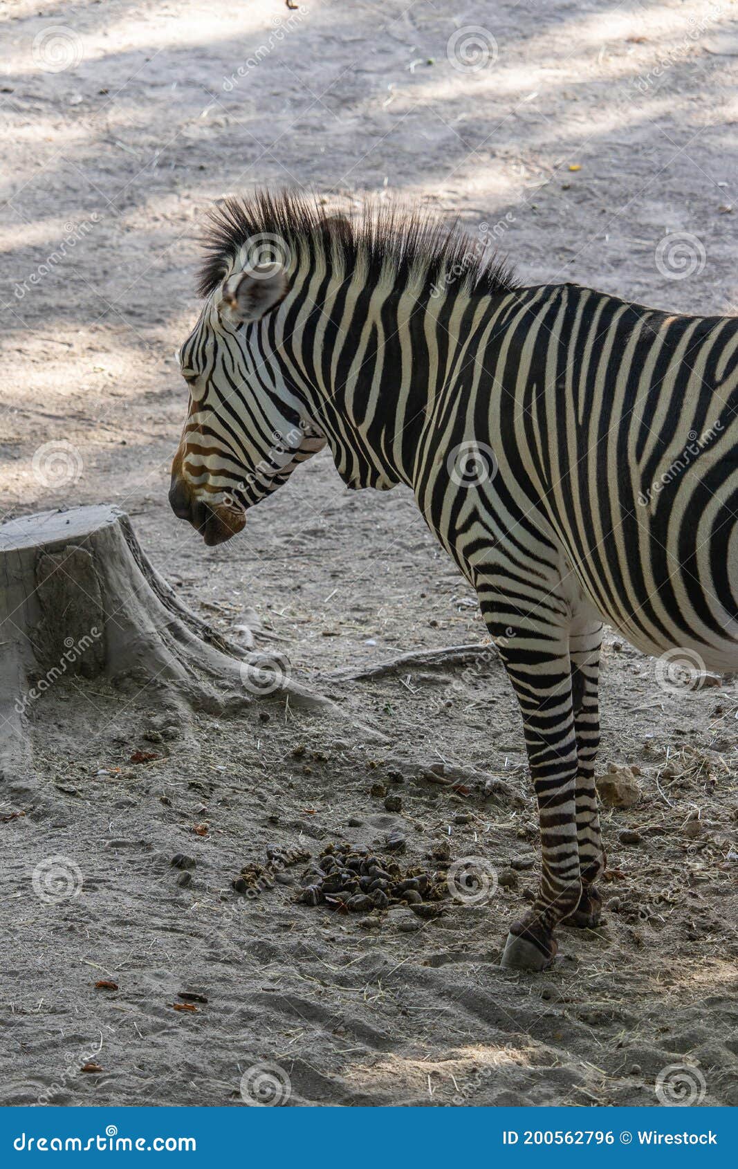 Vertical Shot of Zebra on the Zoo Stock Photo - Image of savanna, fauna ...