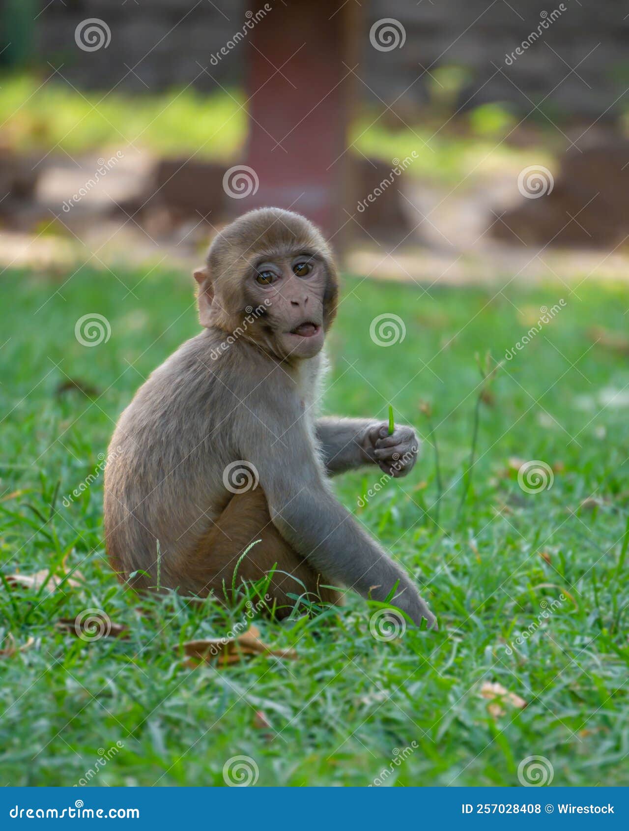 Vertical Side Closeup of a Small, Brown Chimpanzee Sitting on the Grass ...