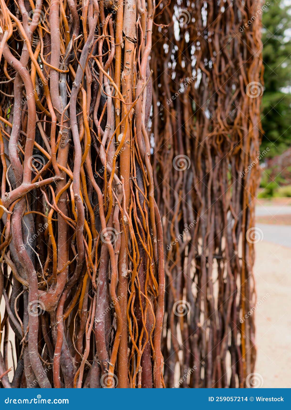 Vertical Side Shot of a Vine Archway in the Park. Stock Photo - Image ...