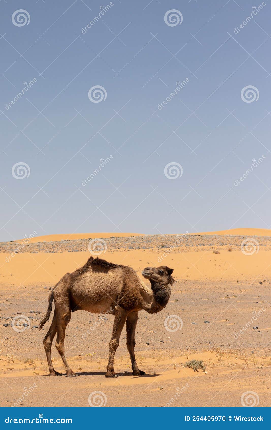Vertical Side View of a Camel in the Desert with a Blue Sky in the ...