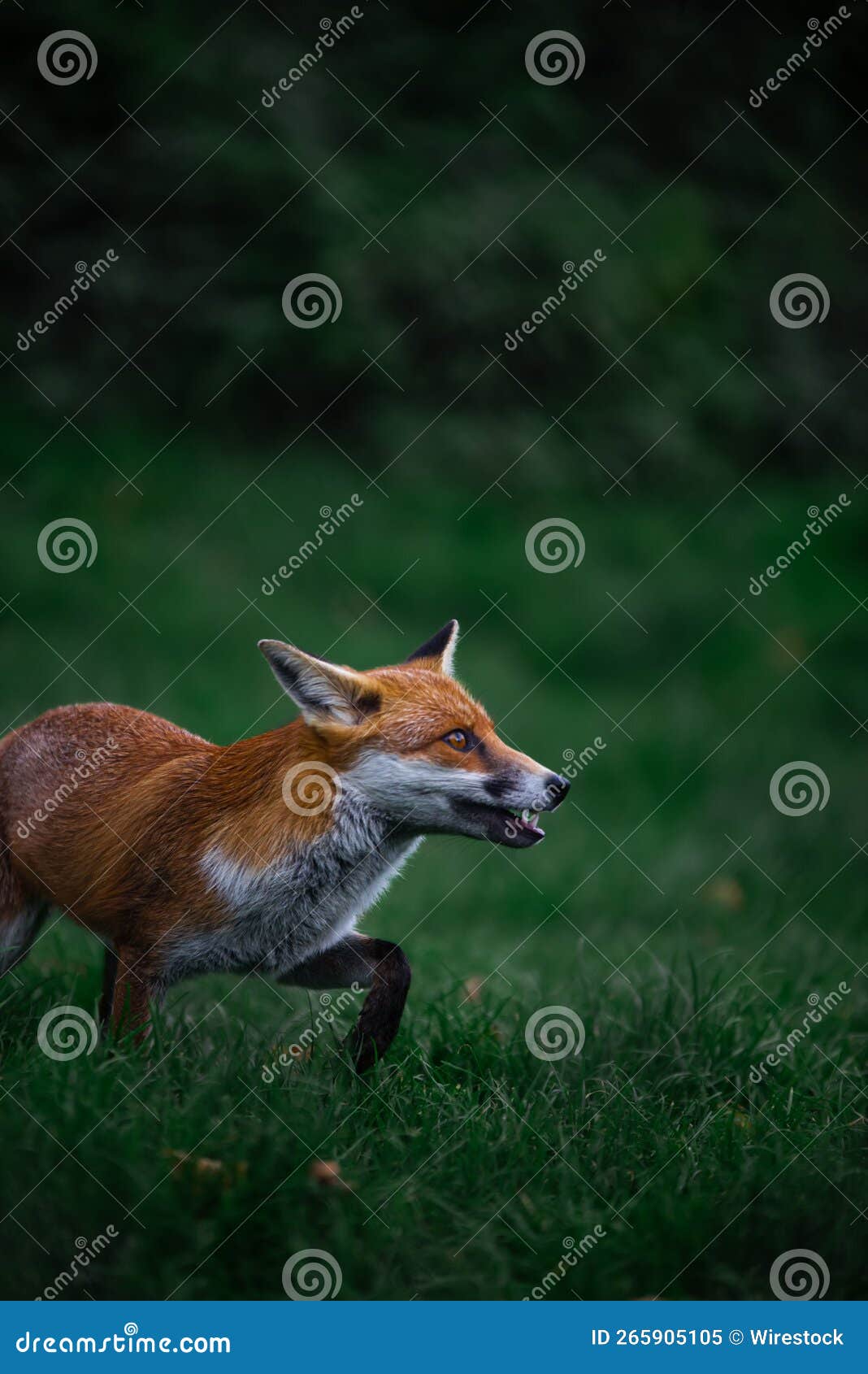 Vertical Side View of a Hungry Red Fox Looking for Prey in the Green ...