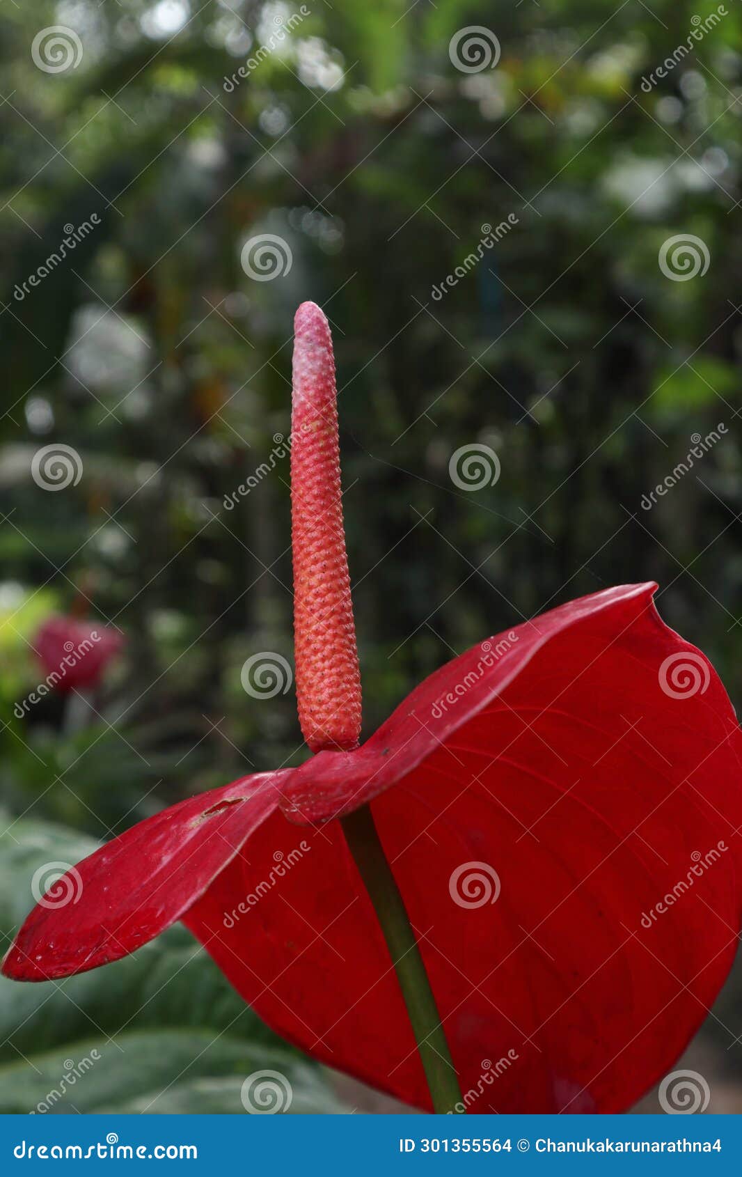Vertical Side View of a Mature Anthurium Spadix of a Red Anthurium ...