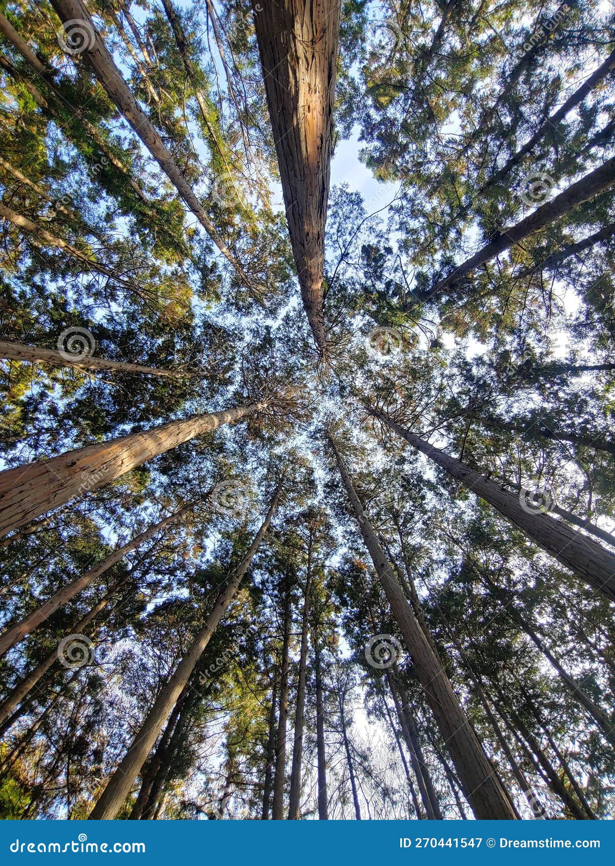 Vertical Sight of Cedar Forest Stock Image - Image of sight, tree ...
